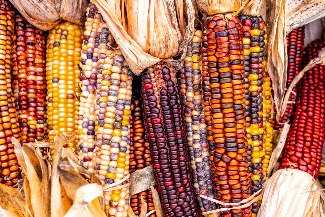 A Path to Native American Food Sovereignty - Grit